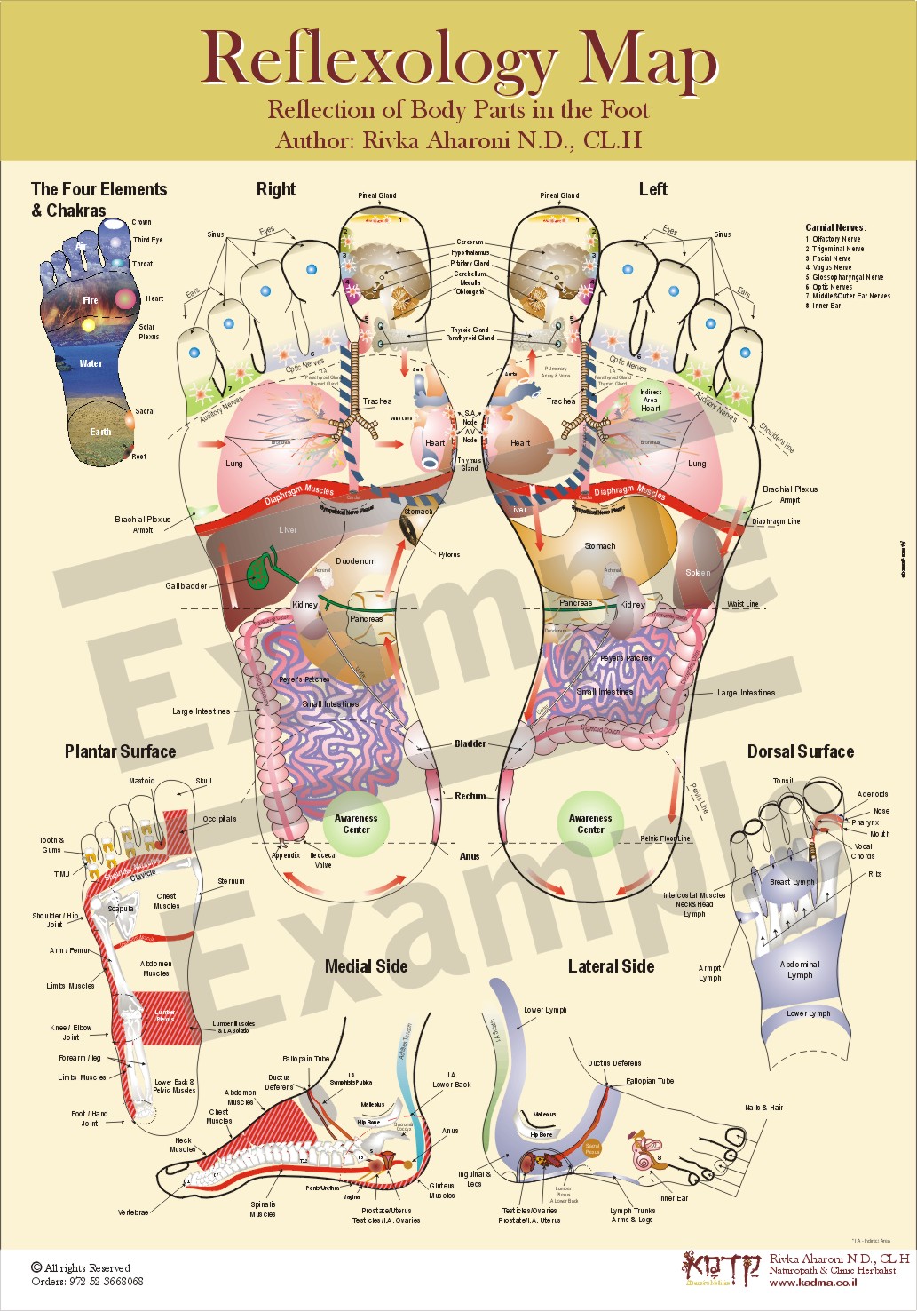 1000+ images about REFLEXOTERAPIE on Pinterest | Massage, Charts and ...